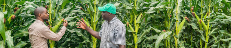 SeedCo Zimbabwe Online Shop