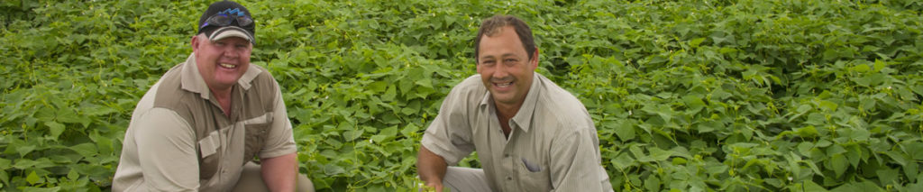 Seed Co Zimbabwe Online Shop