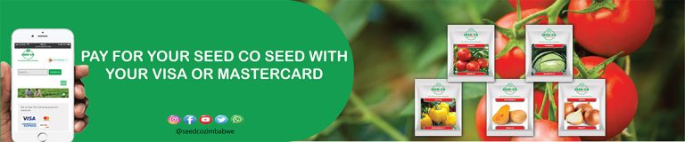 Seed Co Zimbabwe Online Shop
